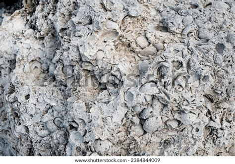 Light Limestone Slab Shell Marks Shell Stock Photo Shutterstock