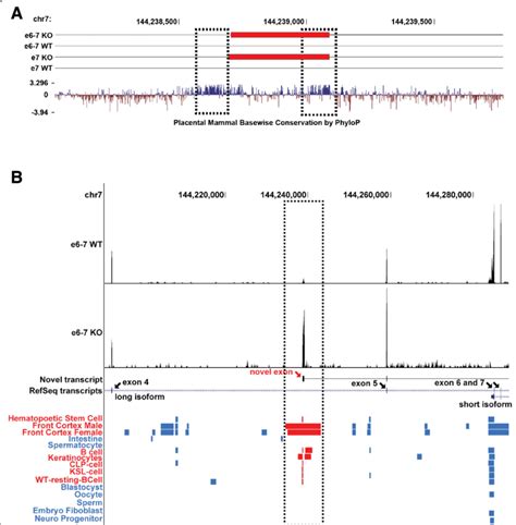 genomic landscape of the novel exon 4′ in shank2 a ucsc genome browser