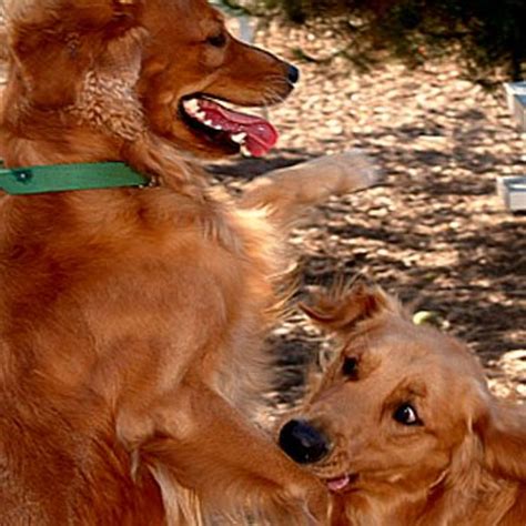 How To Make A Female Dog Hump You