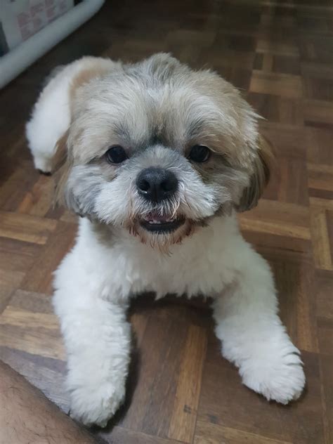 His face when waiting for a treat 😄 : r/Shihtzu