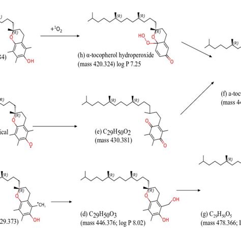 Oxidative Reaction Schematic Of α Tocopherol Described In The