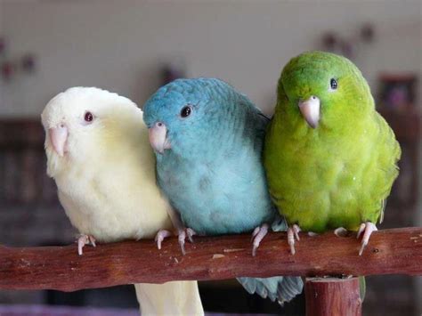 Lineolated Parakeets On Wooden Perch Parrotlets Colors Parrotlet
