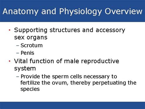 Anatomy And Physiology Overview The Female Reproductive System