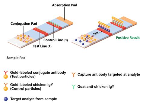 The Era Of Lateral Flow Tests BIOHIT HealthCare Ltd