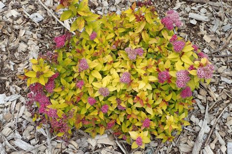 Japanese Spirea Magic Carpet Care Guide Plantly