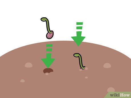 연꽃 재배 방법