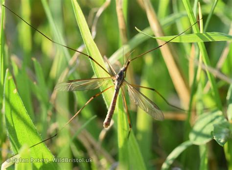 Tipula Oleracea Tipula Oleracea Species Wildbristoluk