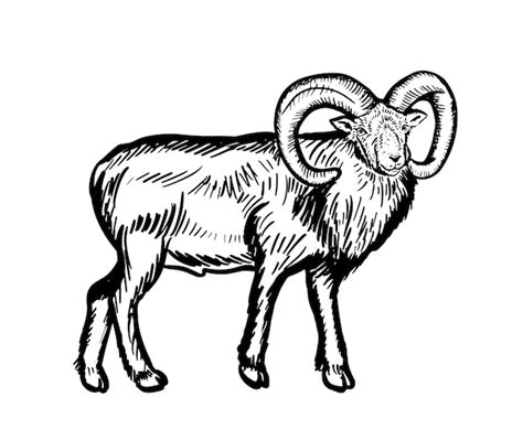 Ram Clip Art Black And White