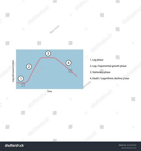 diagram bacterial growth curve lag log stock vector royalty free