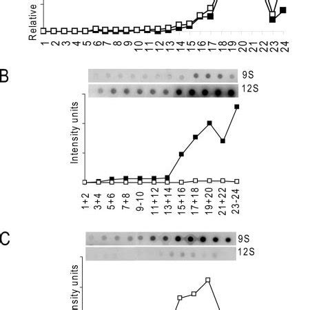 Glycerol Gradient Sedimentation Analysis Of Mt Ribosomes Mitochondrial
