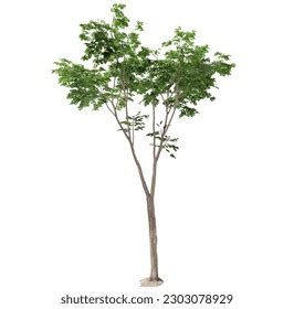 Tree Without Background Tree Png Stock Vector Royalty Free 2303078929 Shutterstock