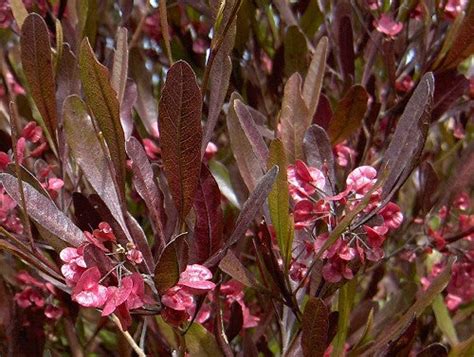 Dodonaea Viscosa Purpurea Purple Hopseed Bush Ricardos Nursery