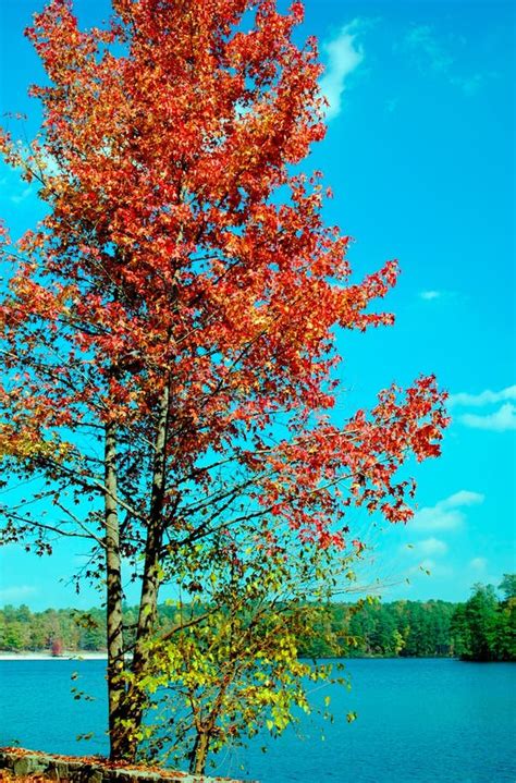 Autumn Foliage Around Stone Mountain Picture Image 1475361