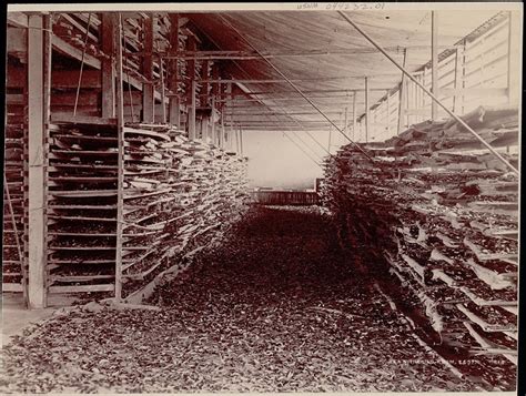 Assamese Tea Withering Room Old Indian Photos