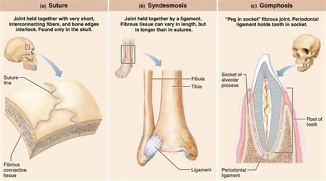 Functional And Structural Classification Of Joints Flashcards Quizlet