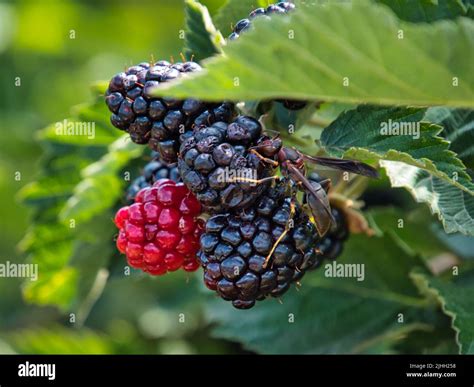 Wasp Pollinating On Mostly Ripe Organic Blackberries Some Are Still