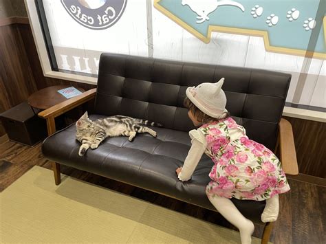 Best Cat Cafes In Japan Local Favorites And Hidden Gems In Tokyo