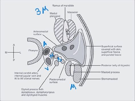 Parotid Gland Mnemonics Epomedicine