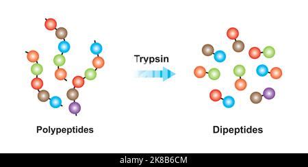 Scientific Designing Of Protein Digestion Pepsin Trypsin And Erepsin
