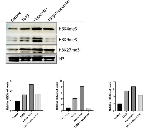 Western Blot Of H3k4me3 H3k9me3 And H3k27me3 After Treatment With
