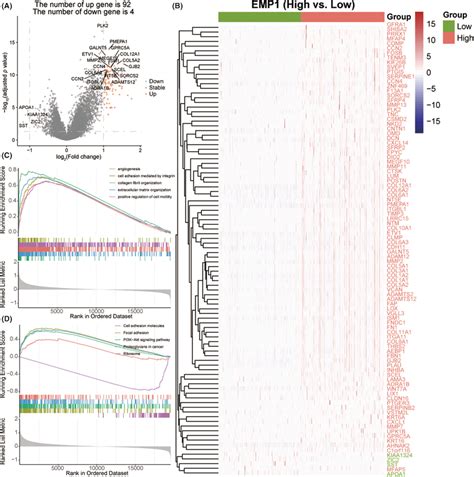 Biological Functions Of Emp1 A Volcano Plot Depicting Differential