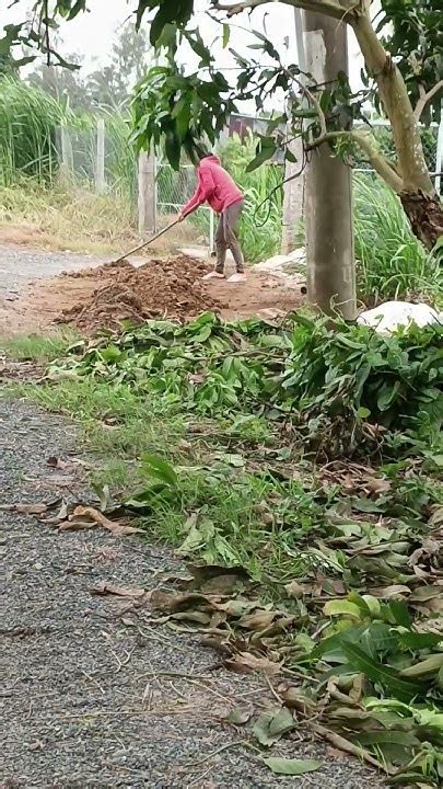 농부들은 새로운 작물을 위해 유기 비료를 준비합니다 Youtube