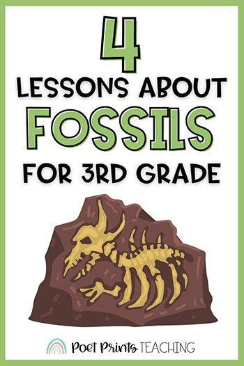 Fascinating Fossil Facts For Rd Graders