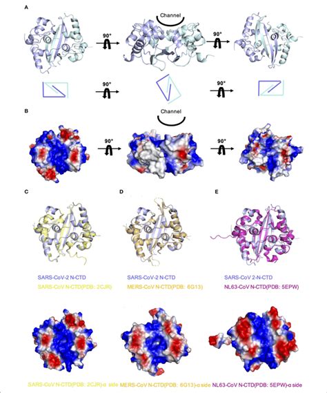 Comparison Of Sars Cov 2 N Ctd With Related Viral N Ctd Structures