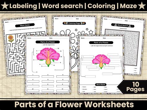 Parts Of A Flower Labeled Diagram Flower Anatomy Coloringwordsearch