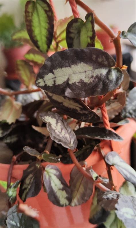 Hanging Pot Of Pellionia Repens Furniture And Home Living Gardening Plants And Seeds On Carousell