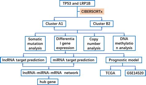 The Flow Chart Showing The Multi‐omic Data Analysis Between Cluster A1