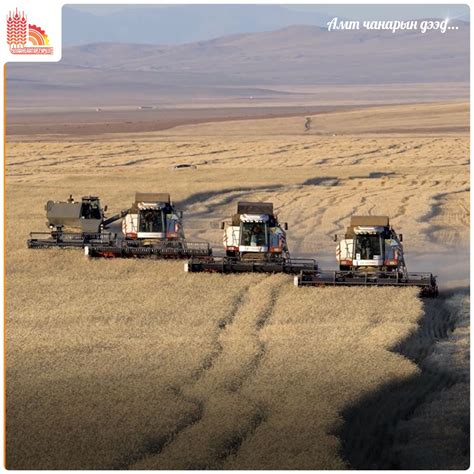 “Улаанбаатар гурил“ ХХК энэ намрын шинэ ургацын улаанбуудайгаа өнөөдөр хүлээн авав