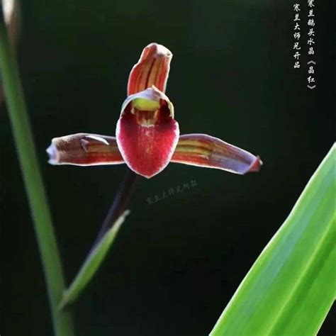 大叶寒兰鹅头水晶艺正格红花大红舌《晶红》 叶艺 本站 兰友