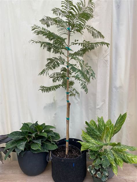 Shop Our Purple Jacaranda Tree Mimosifolia Eureka Farms