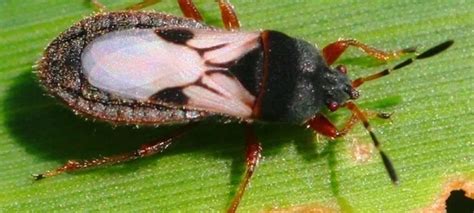 Are Chinch Bugs Ruining Your Florida Lawn Assuregreen Property Services