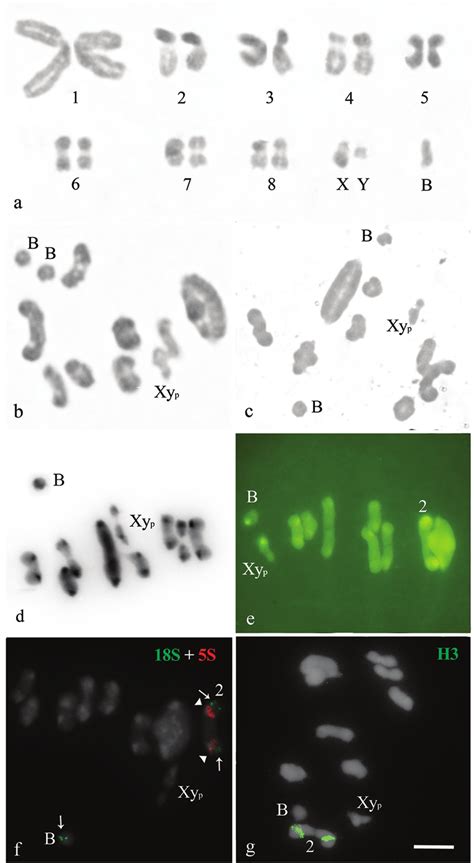 Conventional And Differential Staining And Fluorescent In Situ Download Scientific Diagram