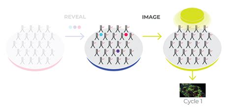 Công Nghệ đồng Phát Hiện Bằng Mã Vạch Codex Co Detection By Indexing