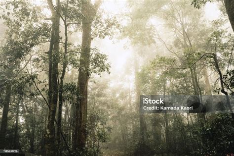 안개 안개 안개 열대 우림 정글 자연 호주 퀸즐랜드 래밍턴 국립 공원에서 태양 빛의 아름다움 소나무 침엽수에 대한 스톡 사진 및 기타 이미지 Istock