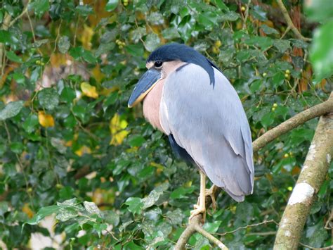 Definitive Guide To Boat Billed Heron Facts Habitat Conservation