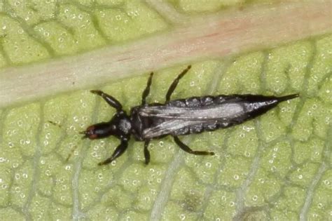 Thunder Flies Uk What Thunderbugs Are Why They Are Here And Do They Bite Yorkshirelive