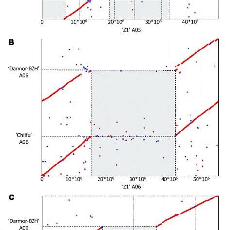 Dot Plot Comparing The Assembly Chromosome Of B Rapa Z1 Against B