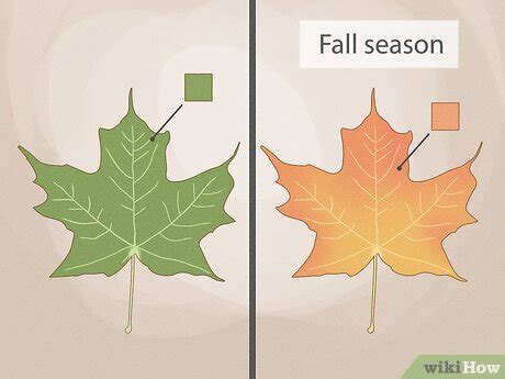 How To Identify Sugar Maple Trees Easy Ways