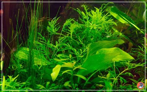 Water Wisteria Taxonomy Care And Propagation Aquariumnexus