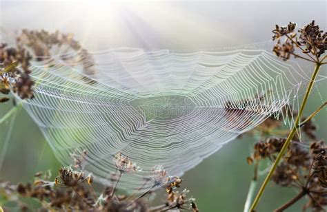 Cobwebs In The Grass Autumn Morning Stock Image Image Of Closeup