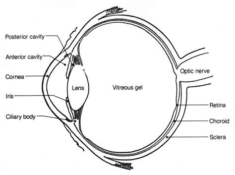 Structure Of The Eye Diagram Labeled At Victor Fox Blog