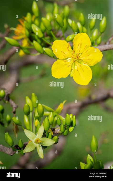 Yellow Mai Flower Vietnamese Mickey Mouse Plant Or Ochna Integerrima Represents Spring In