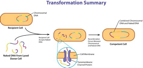 Transduction Transformation Conjugation