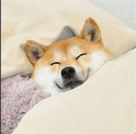 Fess Cute Hauko R Duklock