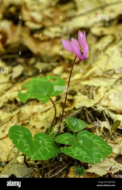 Alpine Cyclamen Cyclamen Purpurascens In Flower In Late Summer In