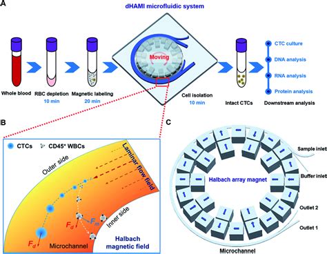 Illustration Of The Dynamic Halbach Array Magnet Integrated Dhami